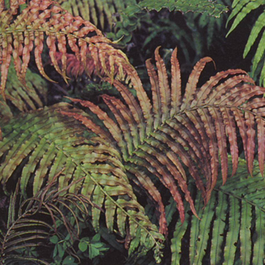Kiokio (Parablechnum novae-zelandiae) – Fern Factor