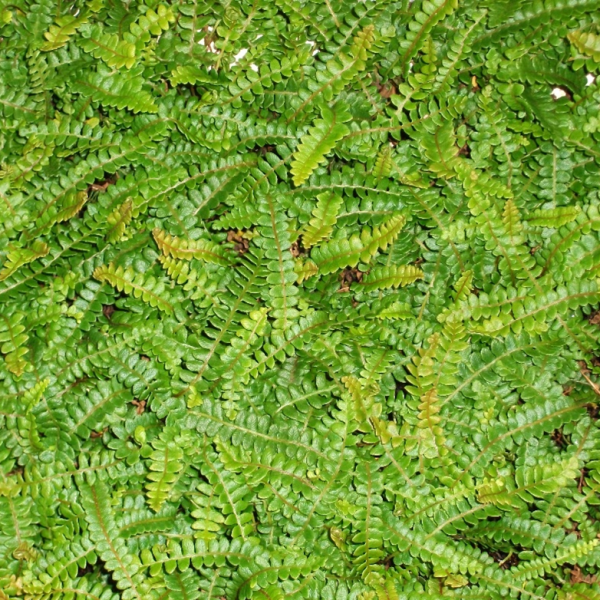 Fern Factor – New Zealand Specialist Ferns Nursery