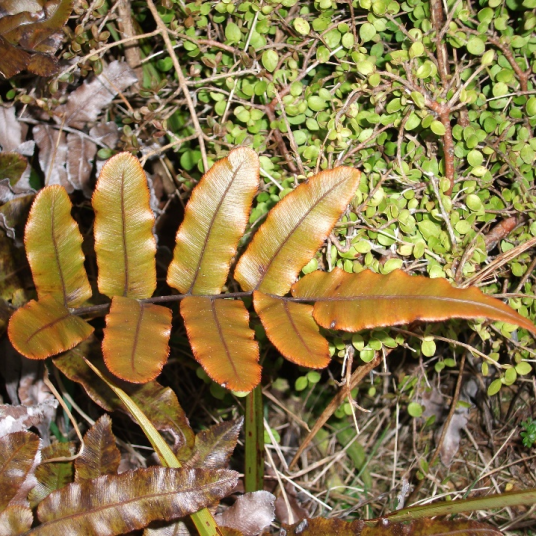 Small Kiokio (Parablechnum procerum) – Fern Factor