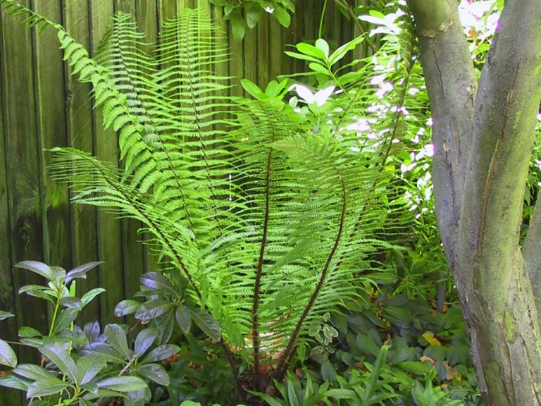 Fern Factor – New Zealand Specialist Ferns Nursery