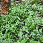 Hounds Tongue (Zealandia pust subsp pustulata) – Fern Factor