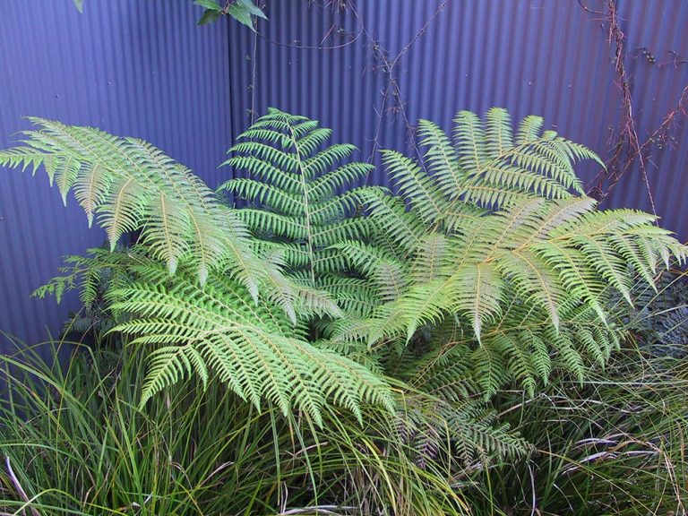 Fern Factor – New Zealand Specialist Ferns Nursery